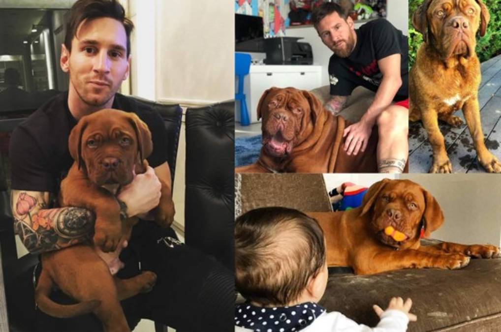 La impresionante transformación de 'Hulk', el perro de Lionel Messi