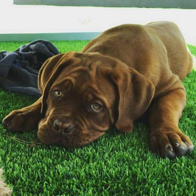 La impresionante transformación de 'Hulk', el perro de Lionel Messi