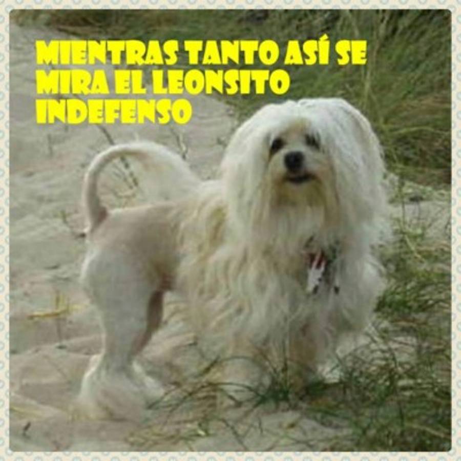 Los memes que dejó el Seattle Sounders-Olimpia