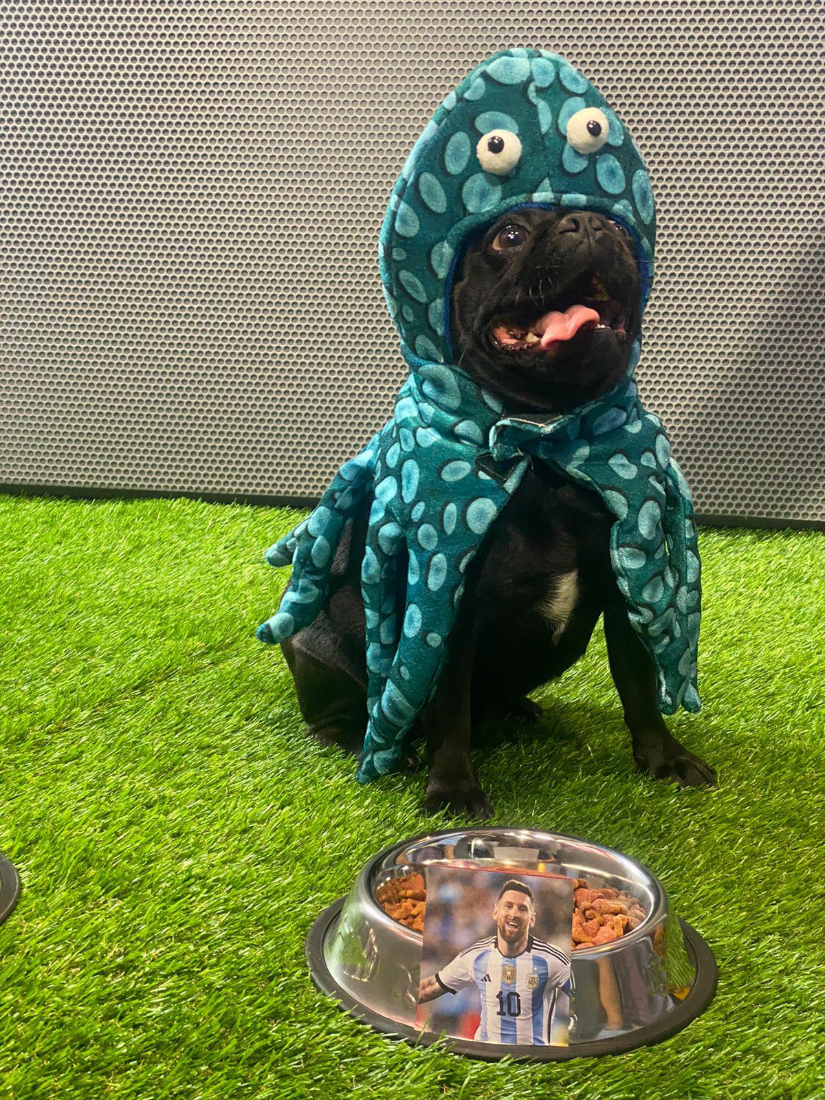 Pulpo Pug: el perro sensación que marcará la pauta del Mundial de Qatar ...